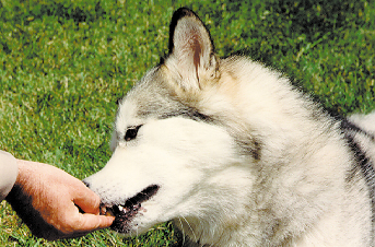 The Key to Kibble | Dog Star Daily