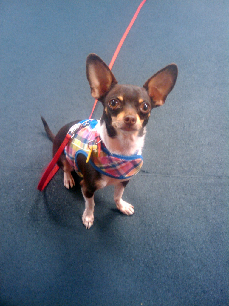 Taking A Training Class: Headstart | Dog Star Daily