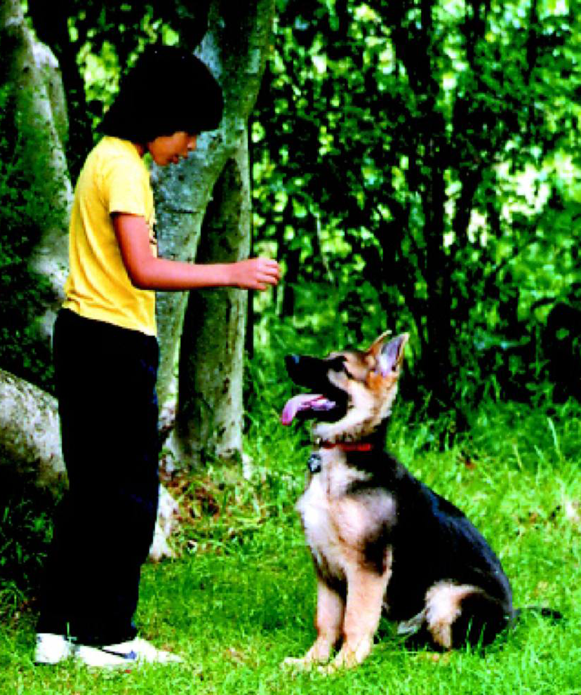 Teach Your Puppy to Like and Respect People | Dog Star Daily