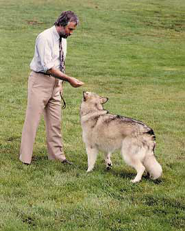 Sit, Stand & Down | Dog Star Daily