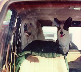 Training in the Car | Dog Star Daily
