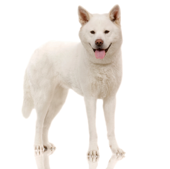 Retreat & Treat | Dog Star Daily