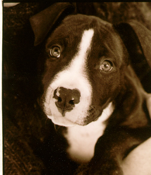 The Gift of Dog | Dog Star Daily