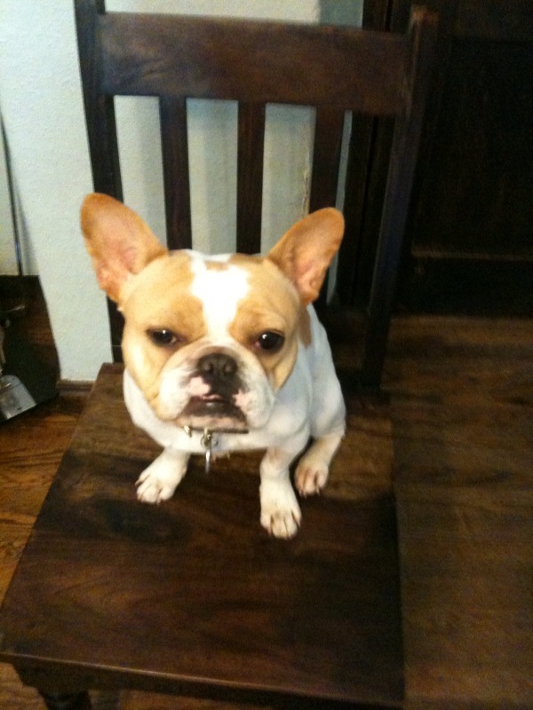 The Sit Test | Dog Star Daily