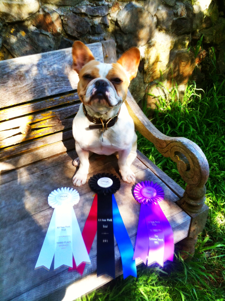 The Proof Is In The Pudding, Or Is It? | Dog Star Daily