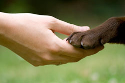 Stop Kissing and Smell the Roses – Human Greetings Seen through a Dog’s ...