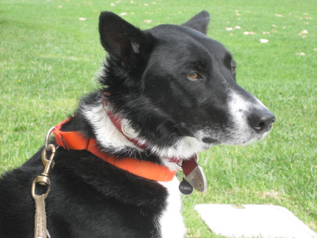 Keeping it simple... | Dog Star Daily