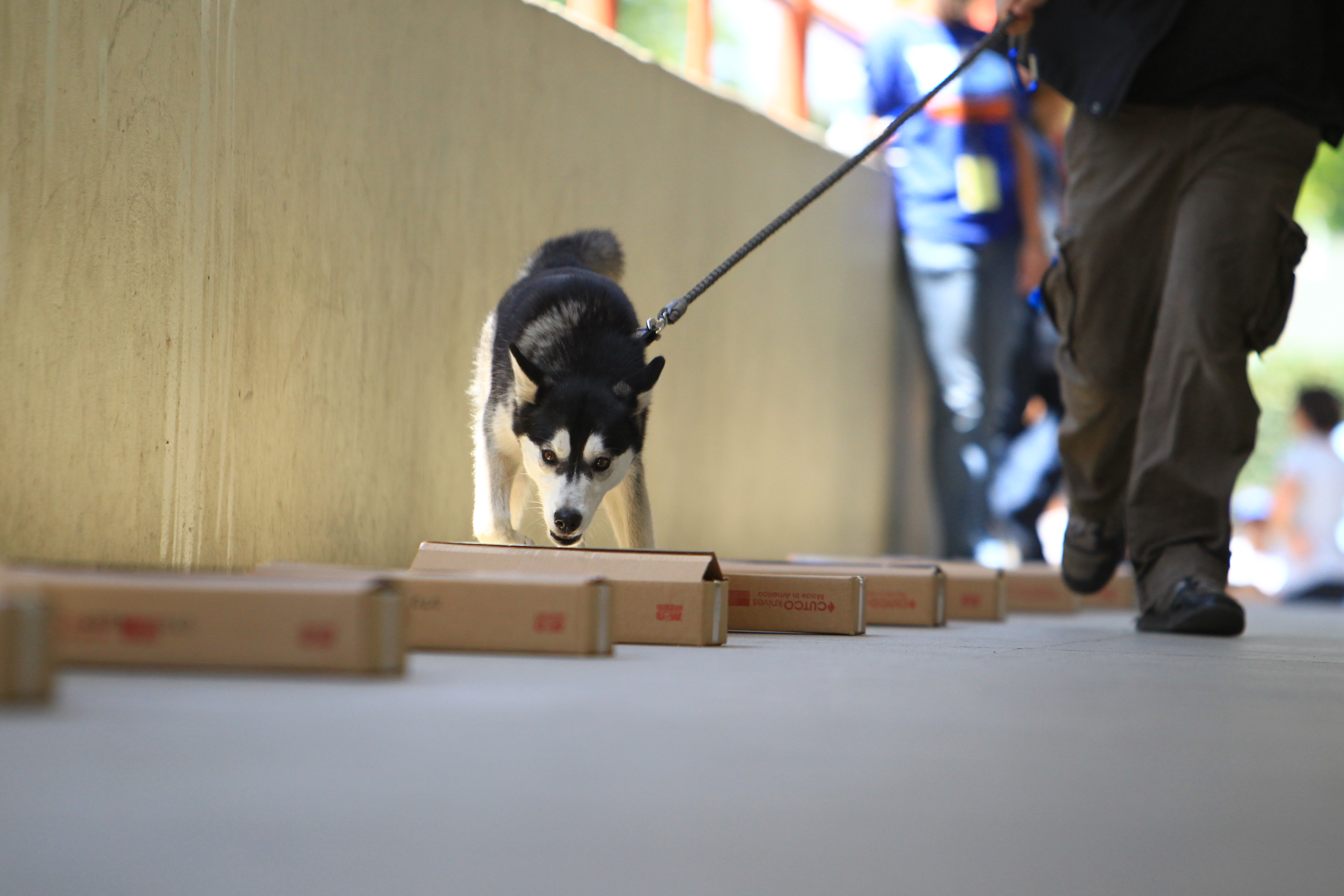 Snapshot : Why Canine Nose Work Is So Cool | Dog Star Daily