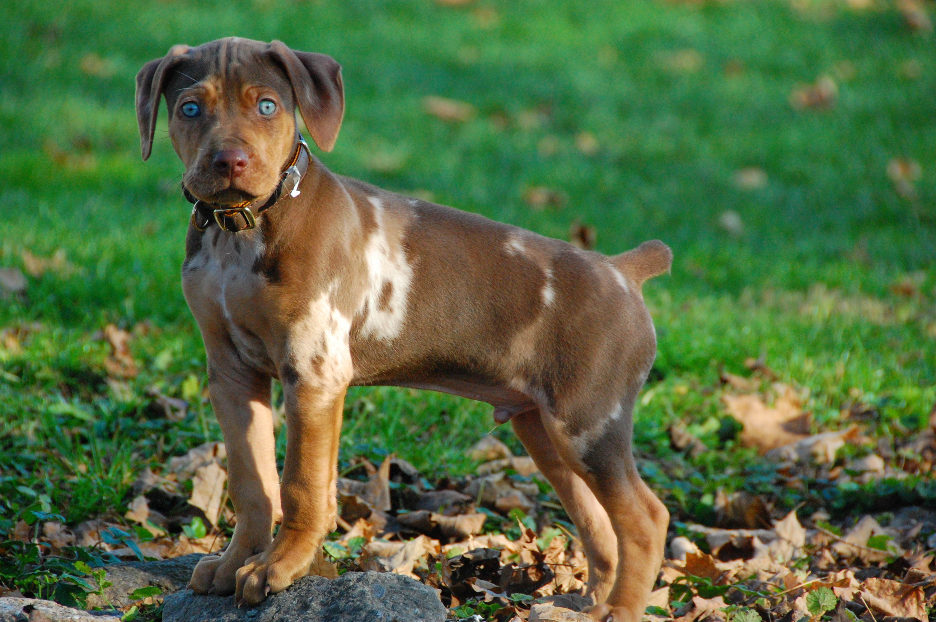 Puppy Behavior Emergency - Resource Guarding | Dog Star Daily