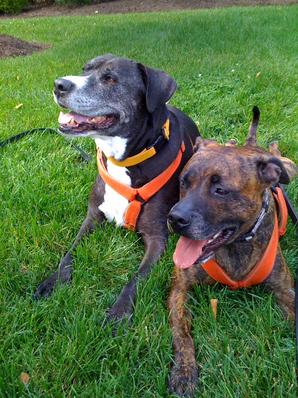 Advocacy Overdrive: Why BSL & the humane treatment of dogs are linked ...