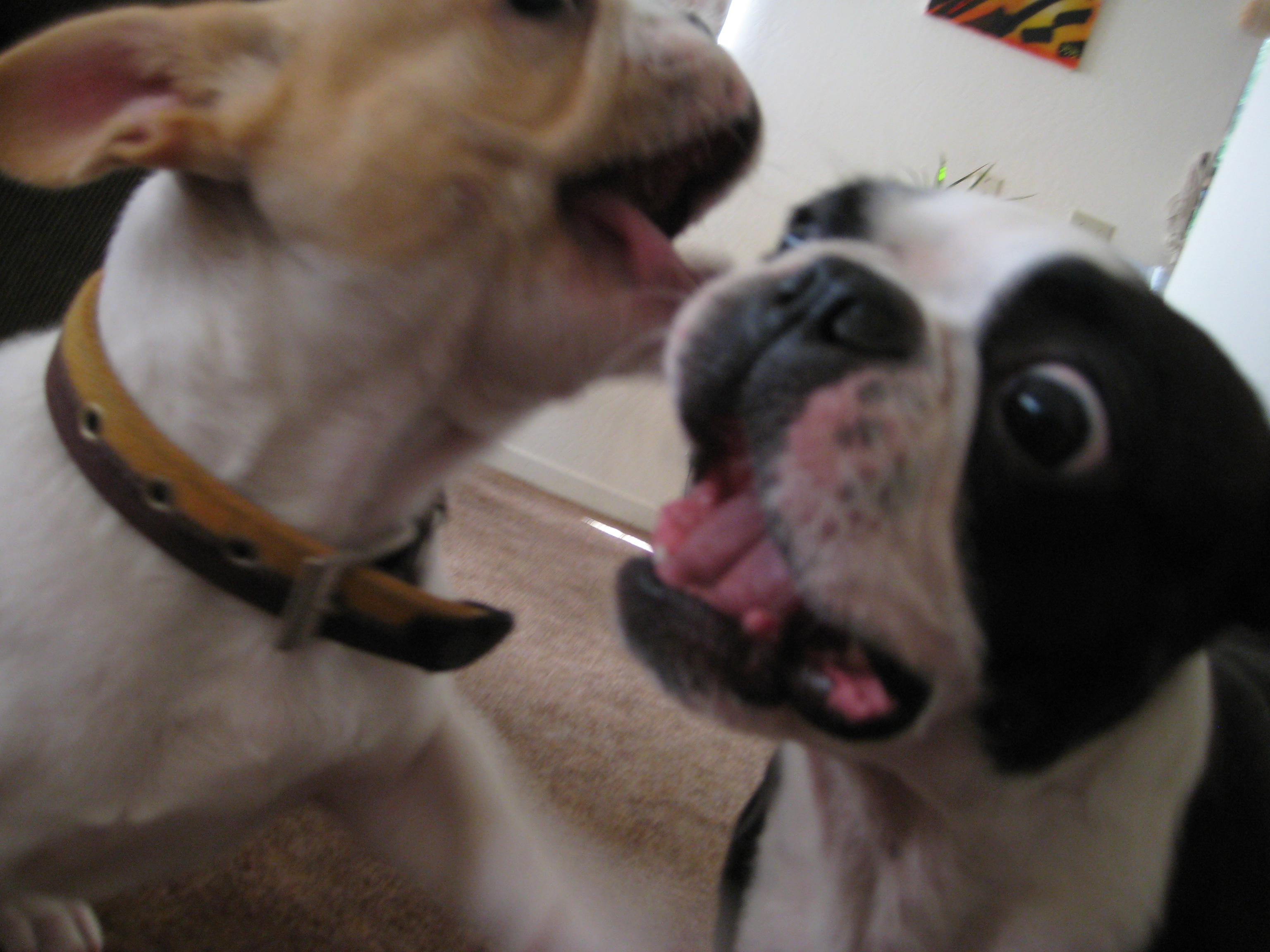 More On Bite Inhibition (Because It's So Important) | Dog Star Daily