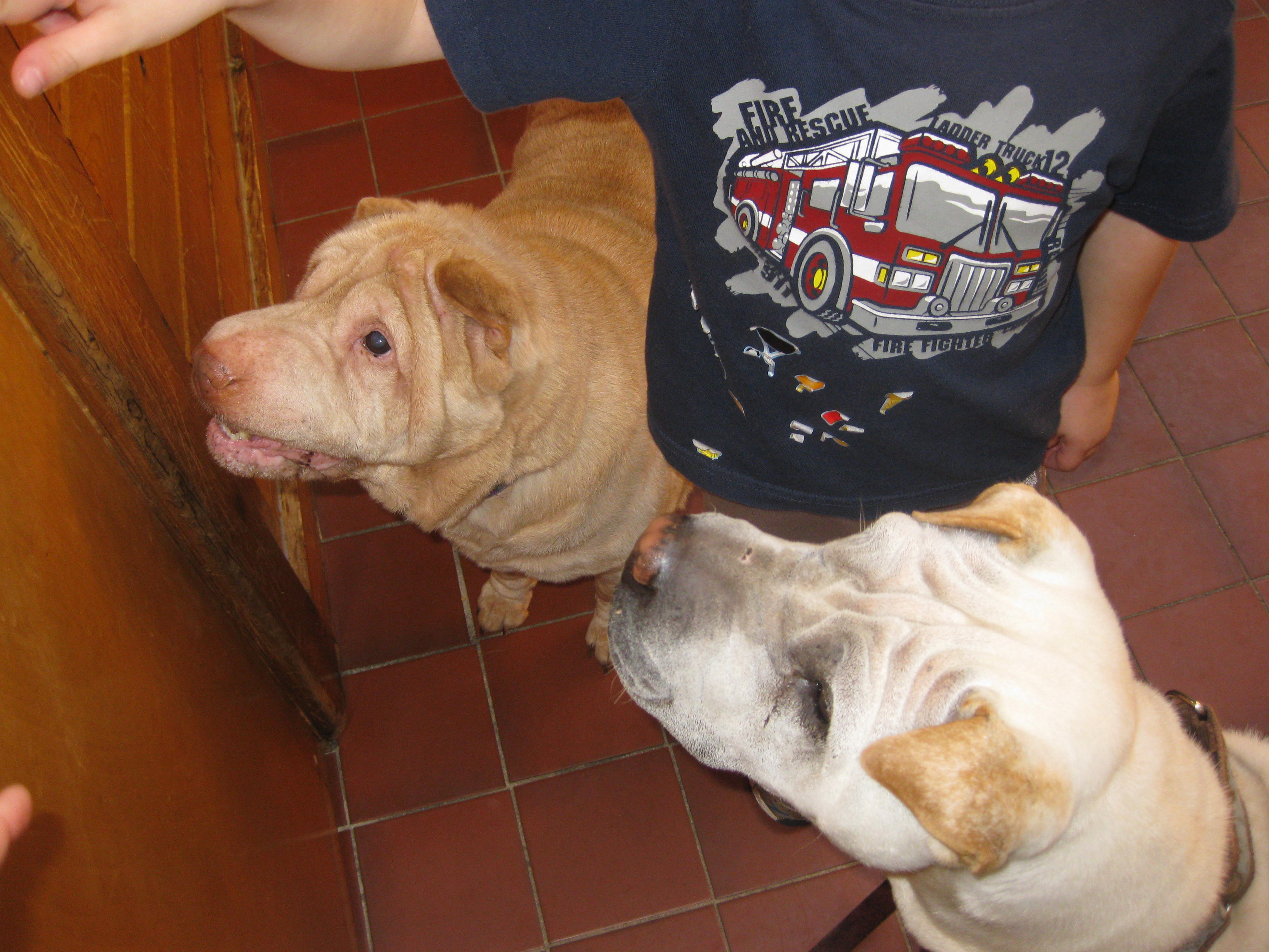 Nemo's Great Day | Dog Star Daily