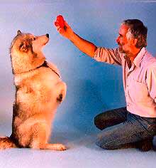 Lure Reward Training | Dog Star Daily