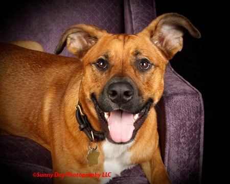 Vote for Rusty | Dog Star Daily