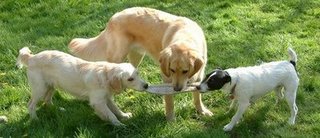 What is a Treat? What Isn't? | Dog Star Daily