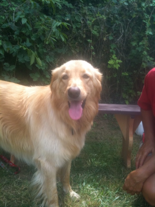 Four Days of Fun and Games In France | Dog Star Daily