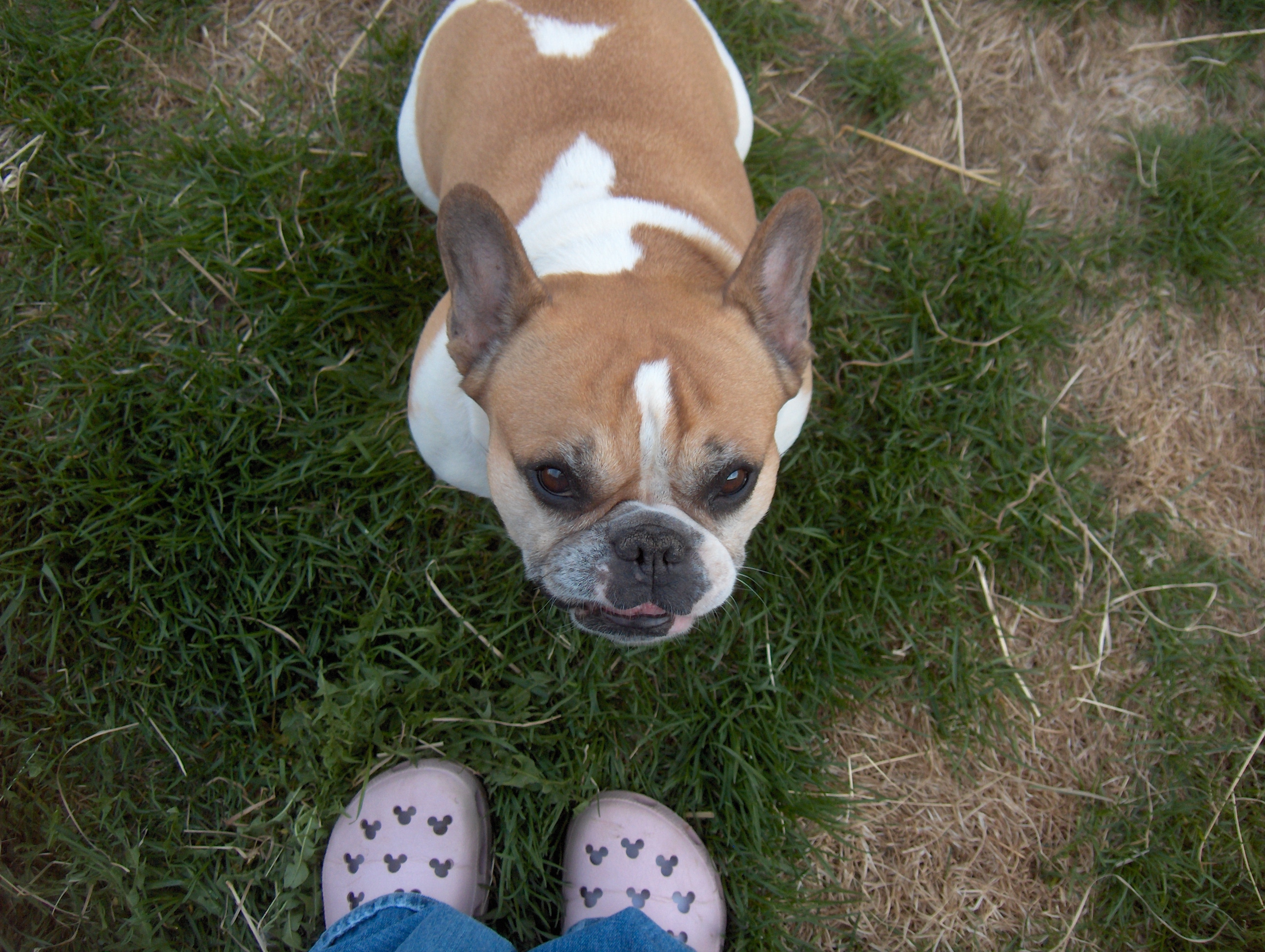Why I heart trick training | Dog Star Daily
