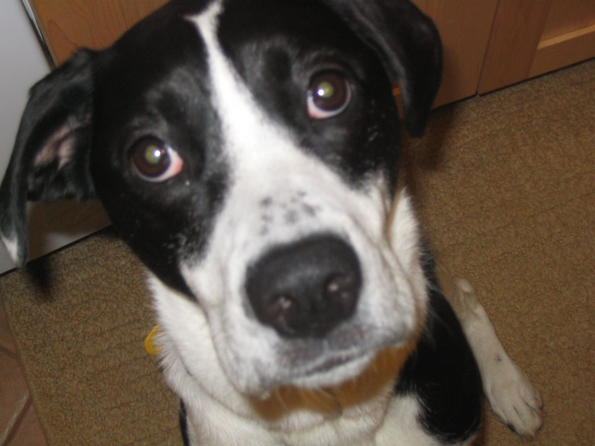 Vive La Difference | Dog Star Daily