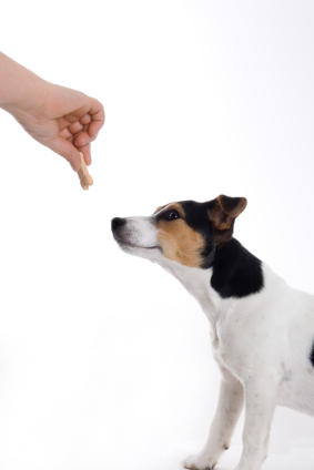 Are treats a bribe when you train your dog? | Dog Star Daily