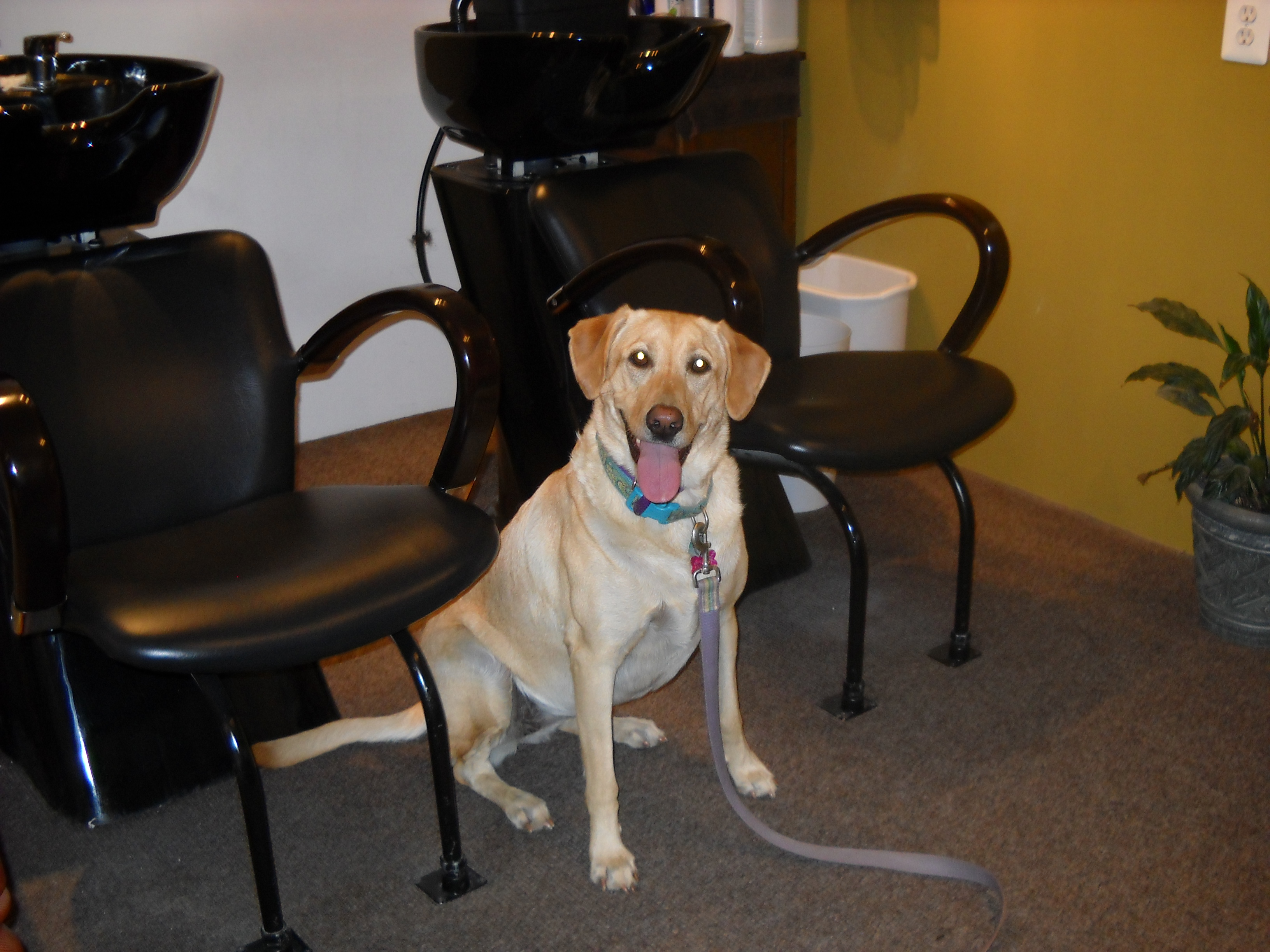 Blog After Thought: Providing Pet Travel Information | Dog Star Daily