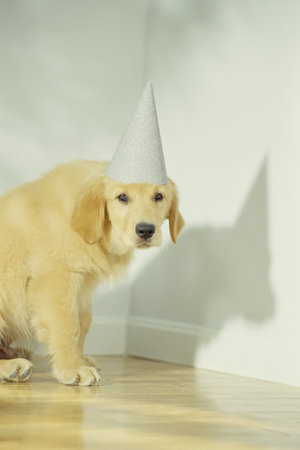 How Dominance Can Make You Dumb | Dog Star Daily