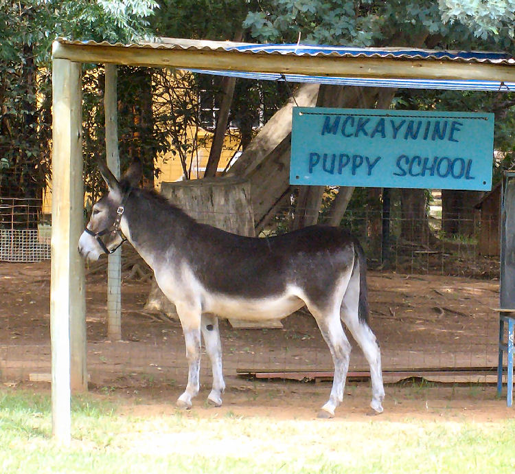 Lessons from a donkey | Dog Star Daily