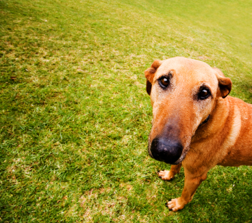 Debarking Debacle | Dog Star Daily