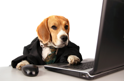 Does Your Dog Have A Job? | Dog Star Daily