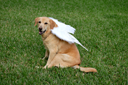 Angels and Expectations | Dog Star Daily