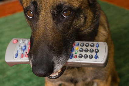 The Magic of TV Training | Dog Star Daily