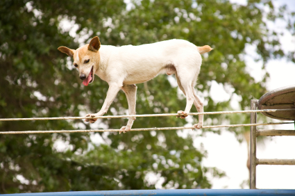 Walking a Fine Line | Dog Star Daily