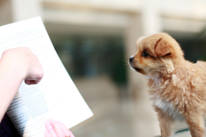 Debating Terms vs. Training Dogs | Dog Star Daily