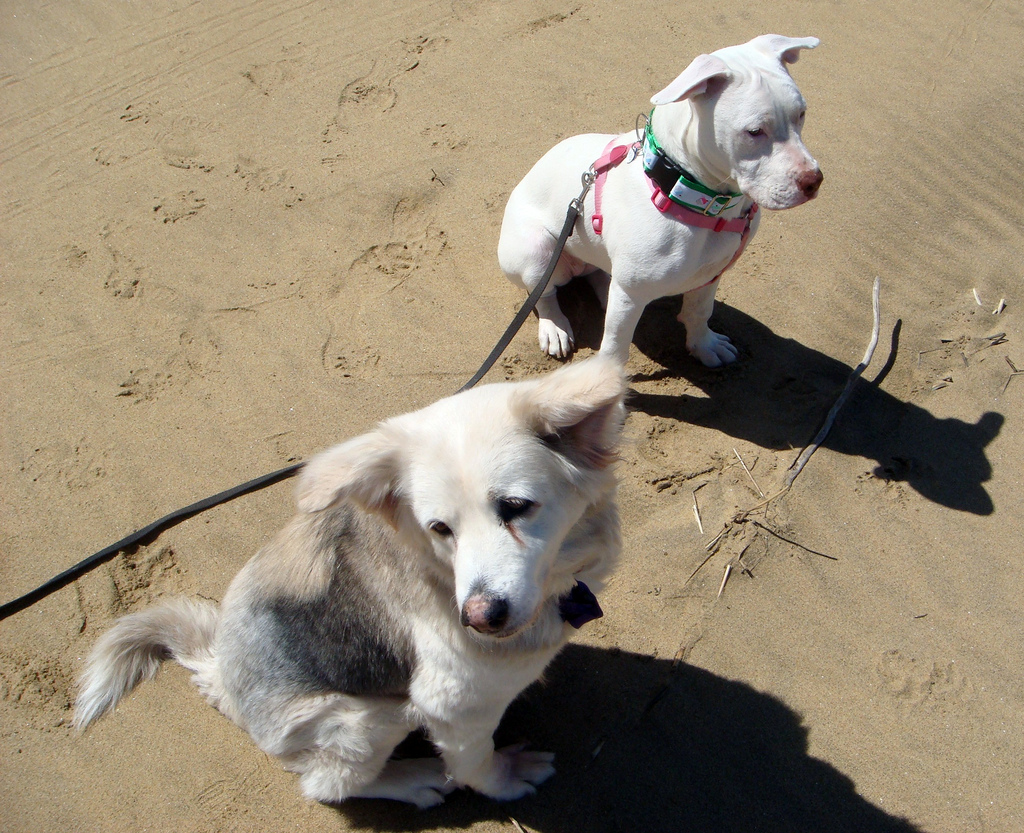 A Balancing Act | Dog Star Daily