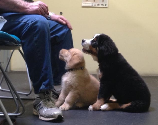 I'm Mean to Dogs | Dog Star Daily