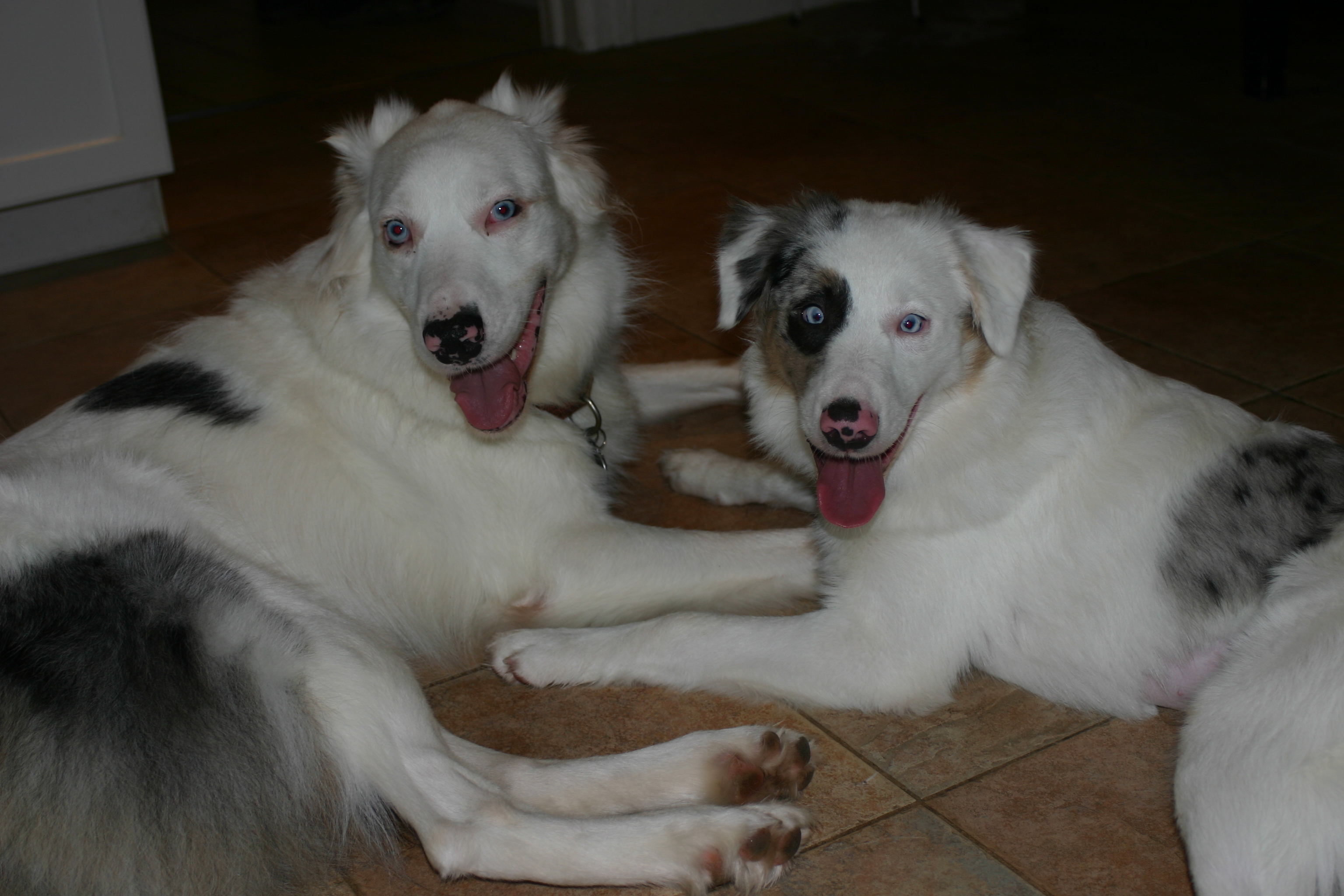 Living with Multiple Dogs – Part 3: Well, Hello! | Dog Star Daily