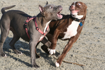 Beyond Socialization - Using Shelter Play Groups for Training ...