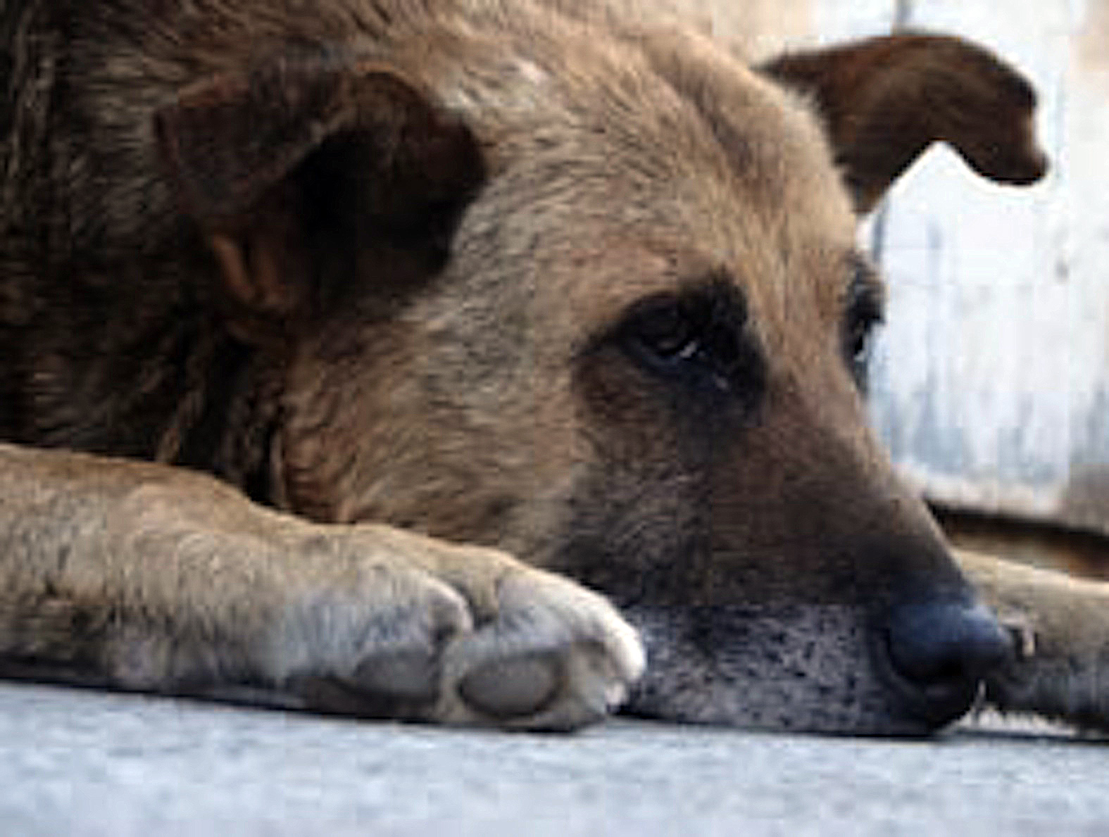 The Final Walk —by Dog Star Daily’s international roving reporter Roger ...