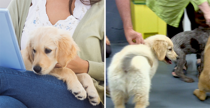 Dog Owner Education: Factual Learning Online; Hands-On Practice in ...