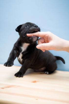 Puppy Class And Biting, Mouthing Puppies | Dog Star Daily