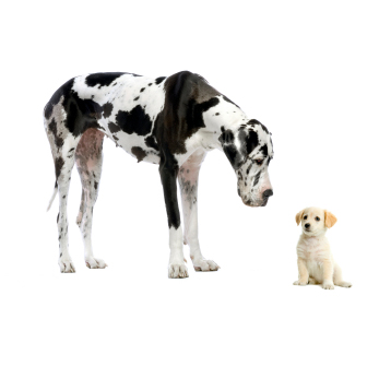 Puppies vs. Adult Dogs and Breeders vs. Shelters/Rescues | Dog Star Daily