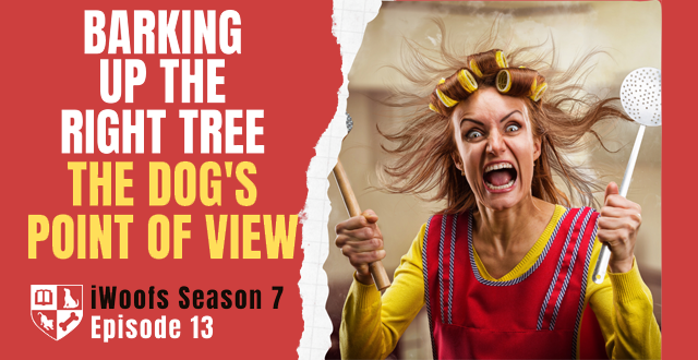 S7E13 - A Dogs Point of View | Dog Star Daily