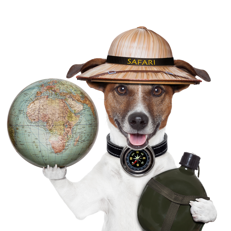 Training Goals | Dog Star Daily