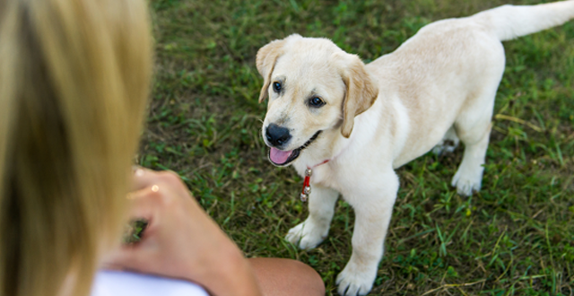 All Puppies Deserve a FIRST Chance — an EDUCATION! | Dog Star Daily
