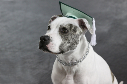 10 Tips For Current and Future Puppy Owners That Want to Train the ...