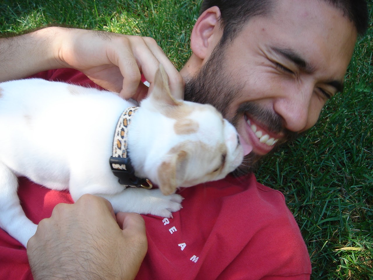 The Importance of Early Socialization | Dog Star Daily