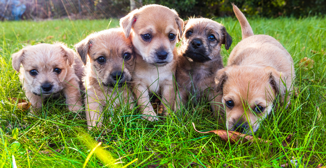 How Many Litters Should A Dog Have