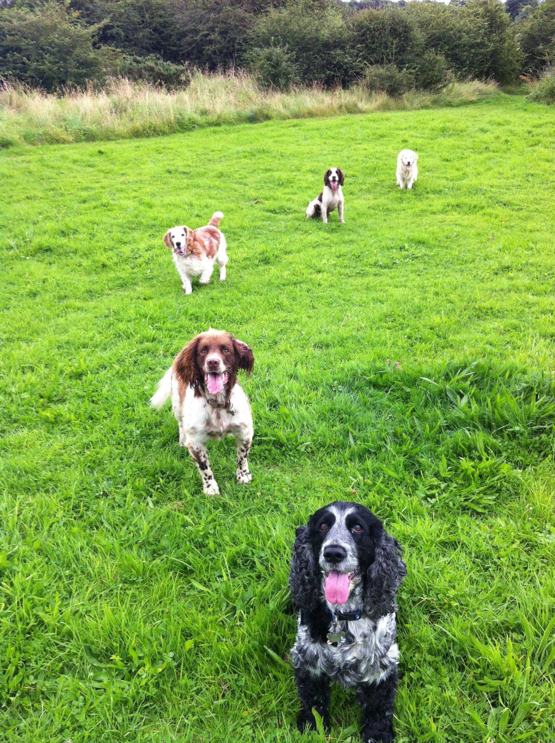 Why is training recall so difficult for dog owners? | Dog Star Daily