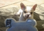 Dog Star Daily
